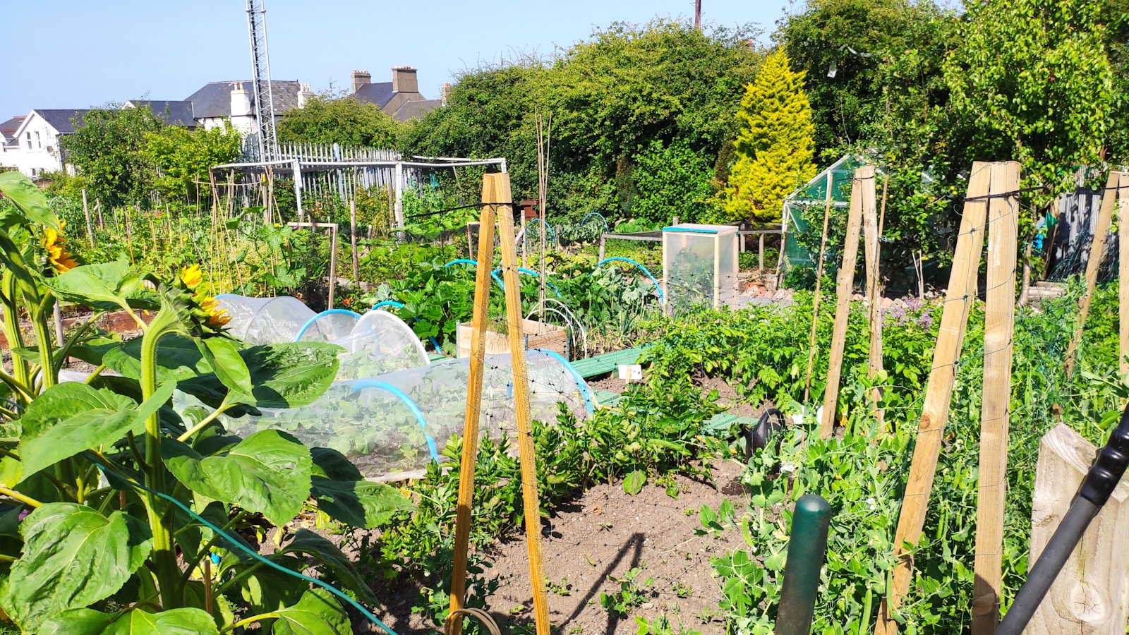 Joe Porter: Allotments tie people to their neighbourhood, to the land ...